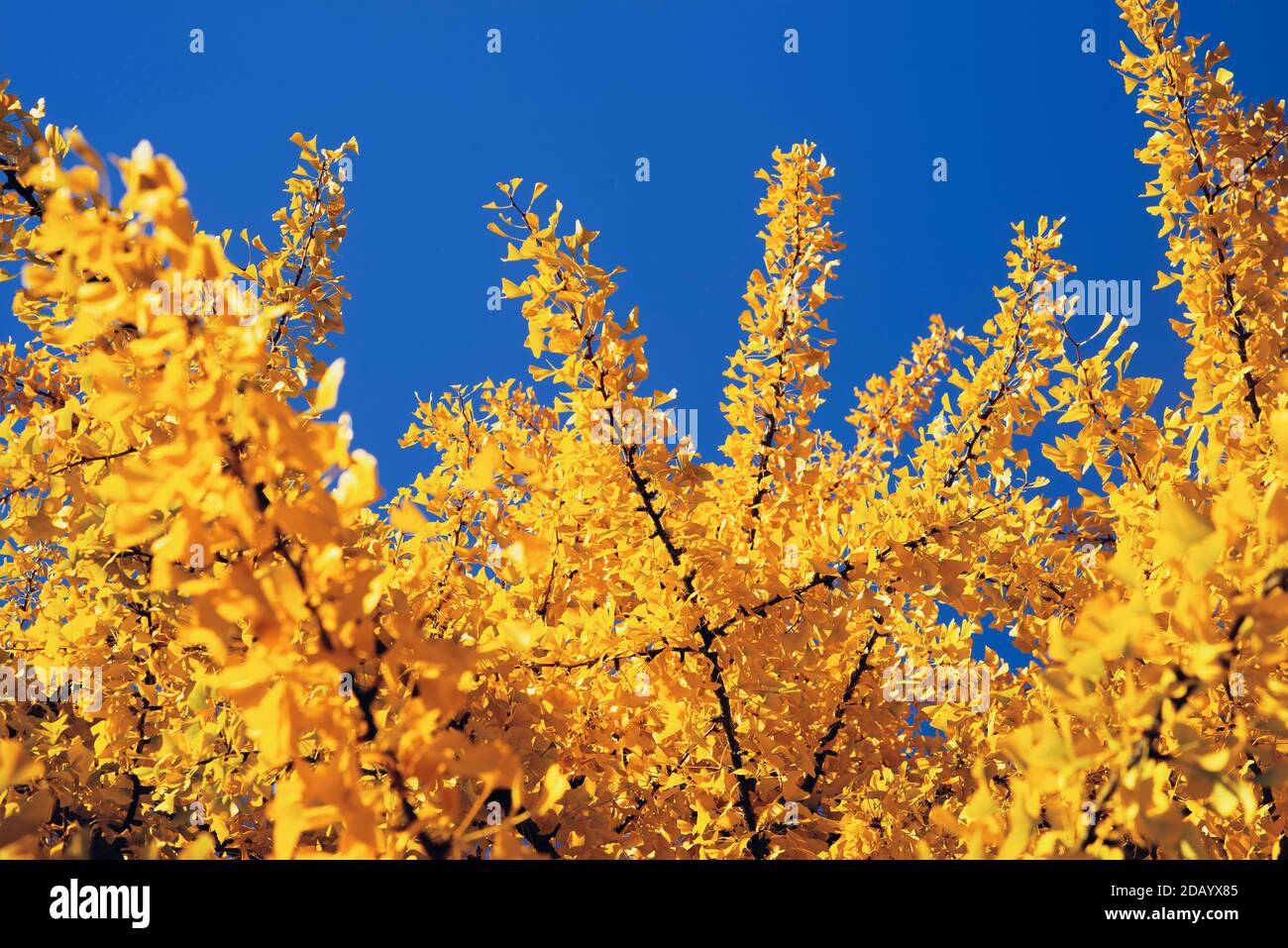 Ginkgo biloba ‘autumn gold’ hi-res stock photography and images - Alamy