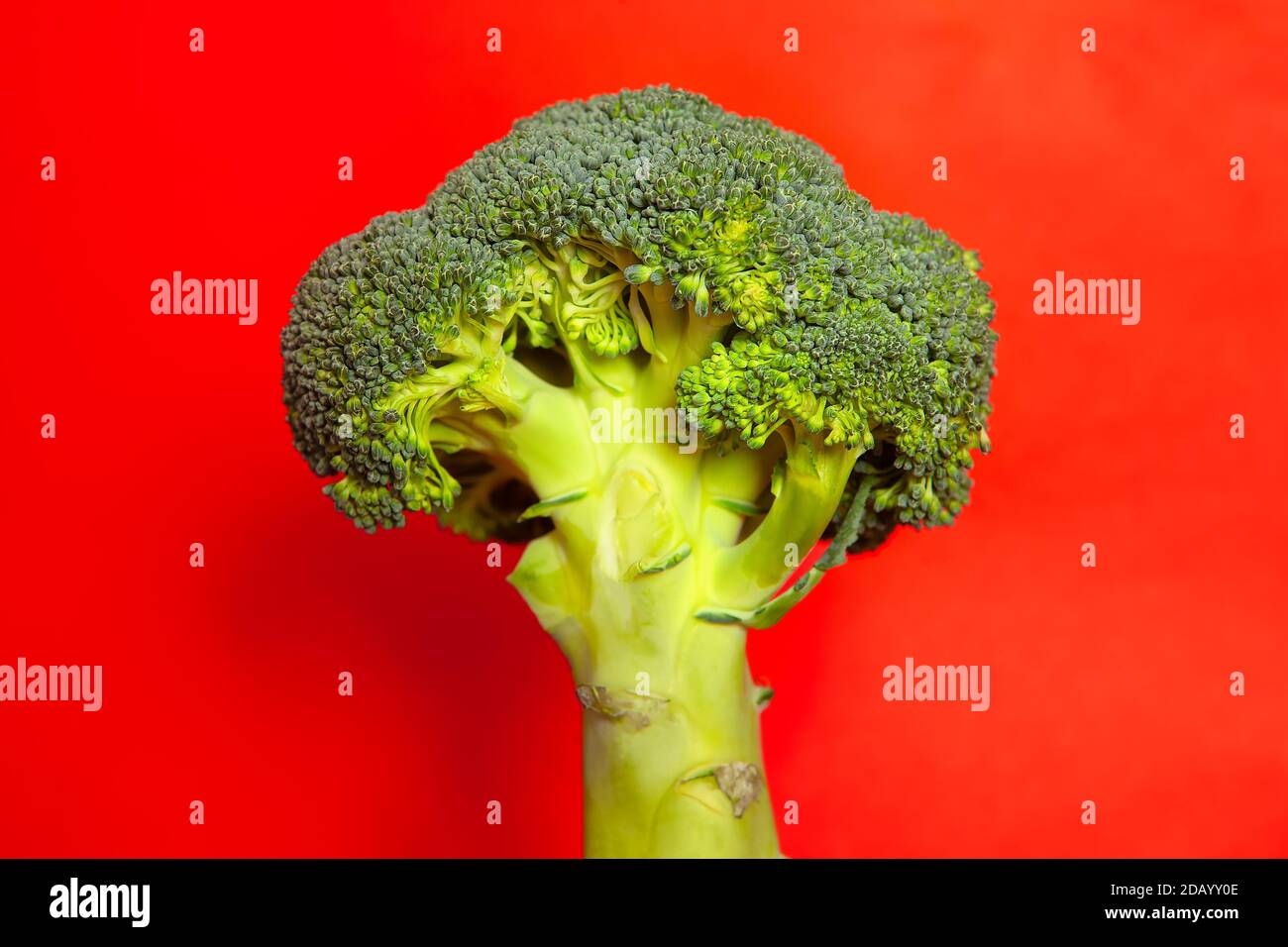Fresh broccoli at red background . Edible plant in the cabbage family ...
