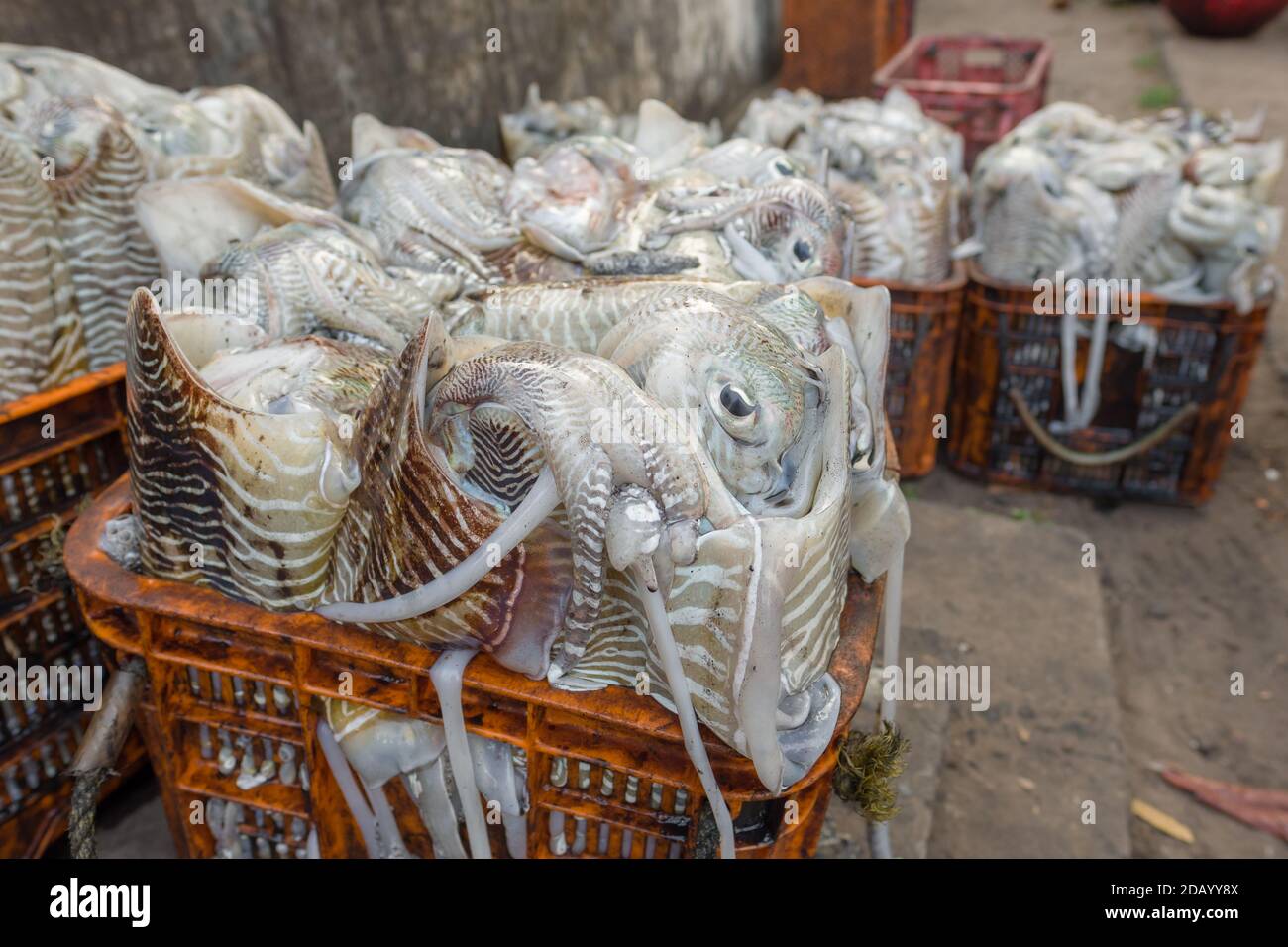 Indian ocean seafood hi-res stock photography and images - Alamy