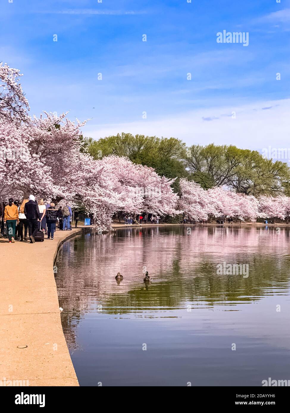 Cherry Blossom in Washington DC Tidal Basin with Washington Monument ...