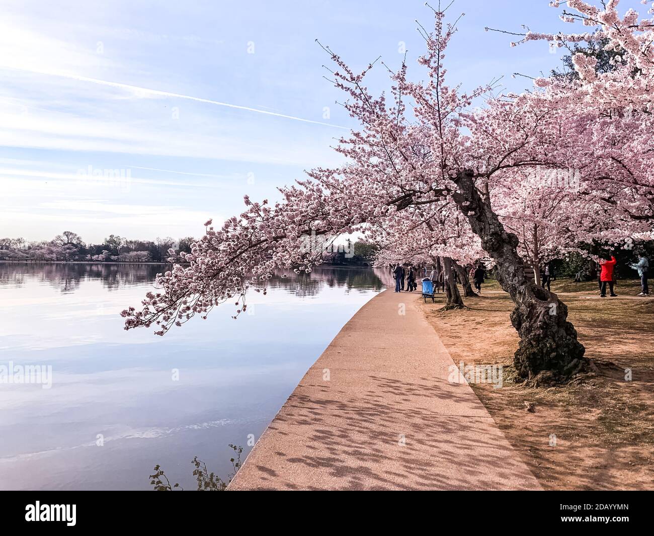 Cherry Blossom in Washington DC Tidal Basin with Washington Monument and pink cherry trees ...