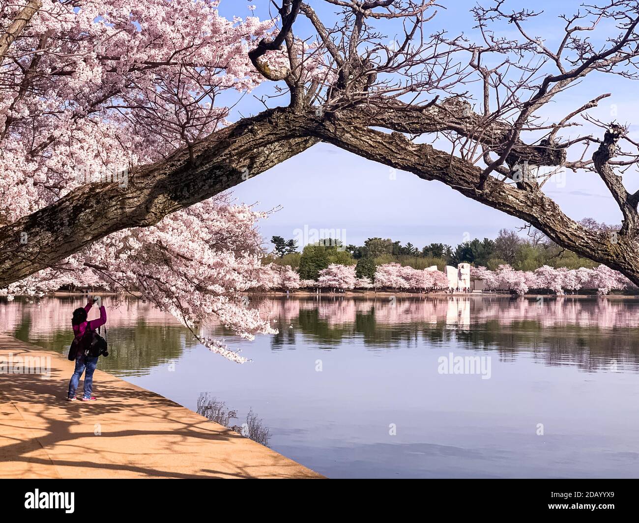 Cherry Blossom in Washington DC Tidal Basin with Washington Monument ...