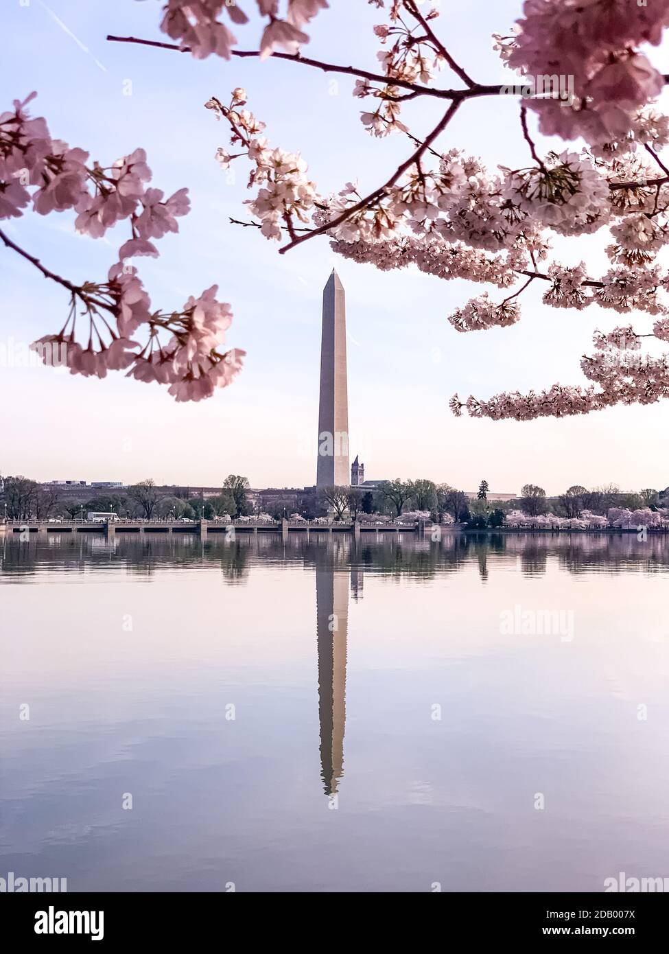 Cherry Blossom in Washington DC Tidal Basin with Washington Monument ...