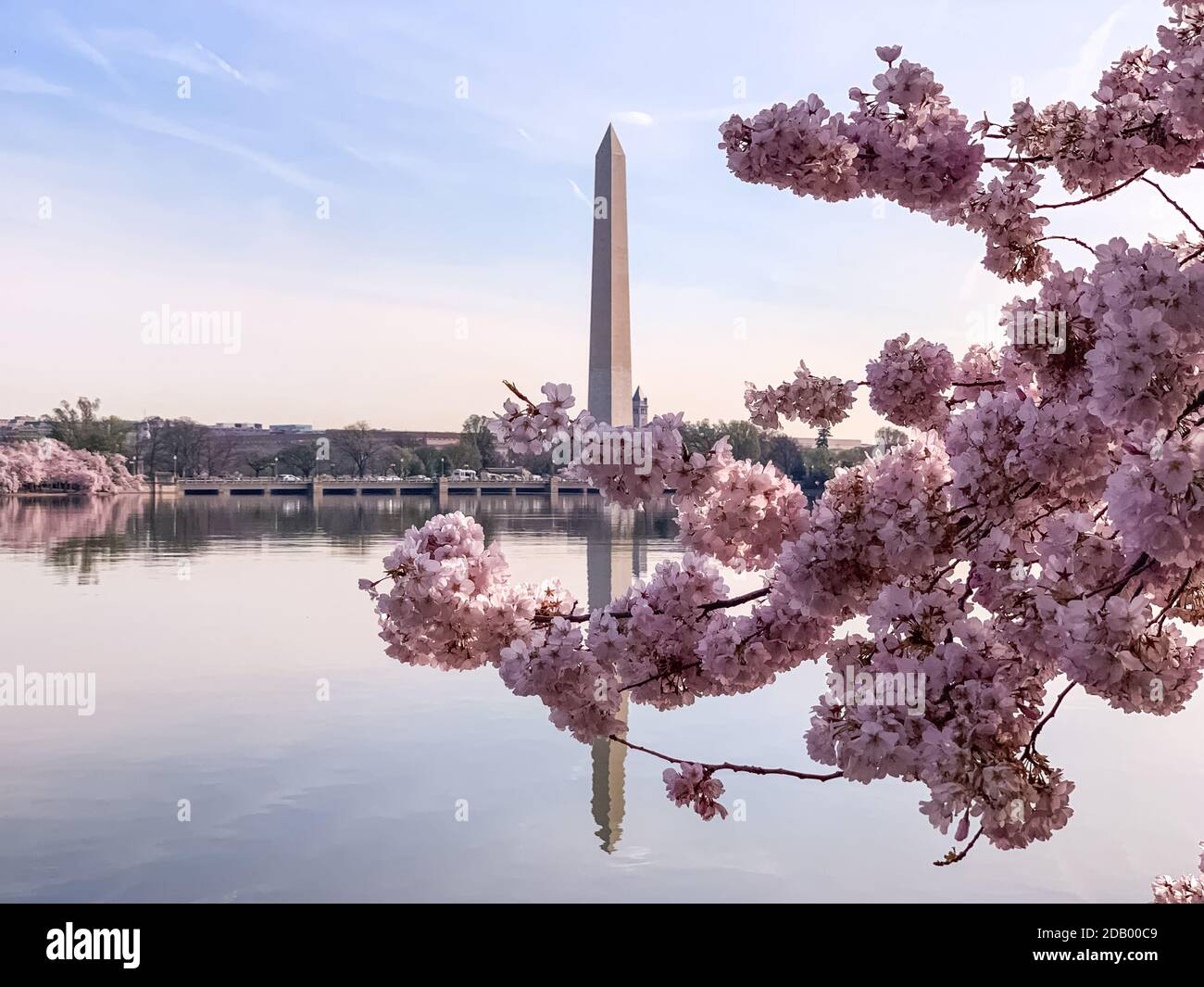 Cherry Blossom in Washington DC Tidal Basin with Washington Monument ...