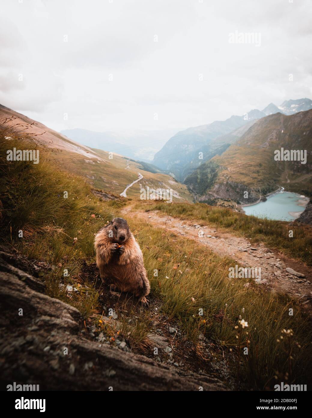 An Alpine marmot in the mountains shows its teeth Stock Photo - Alamy