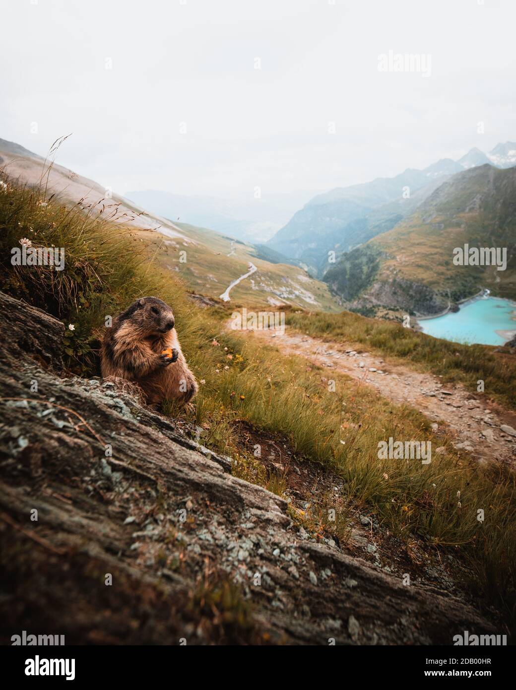 Alpine marmots marmota sitting hi-res stock photography and images - Alamy