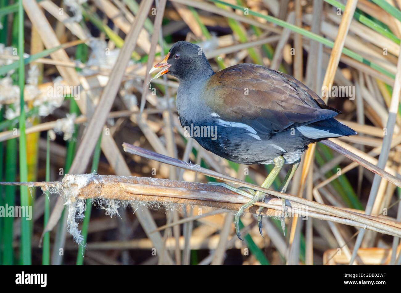Common Moorhen (Gallinula chloropus Stock Photo - Alamy