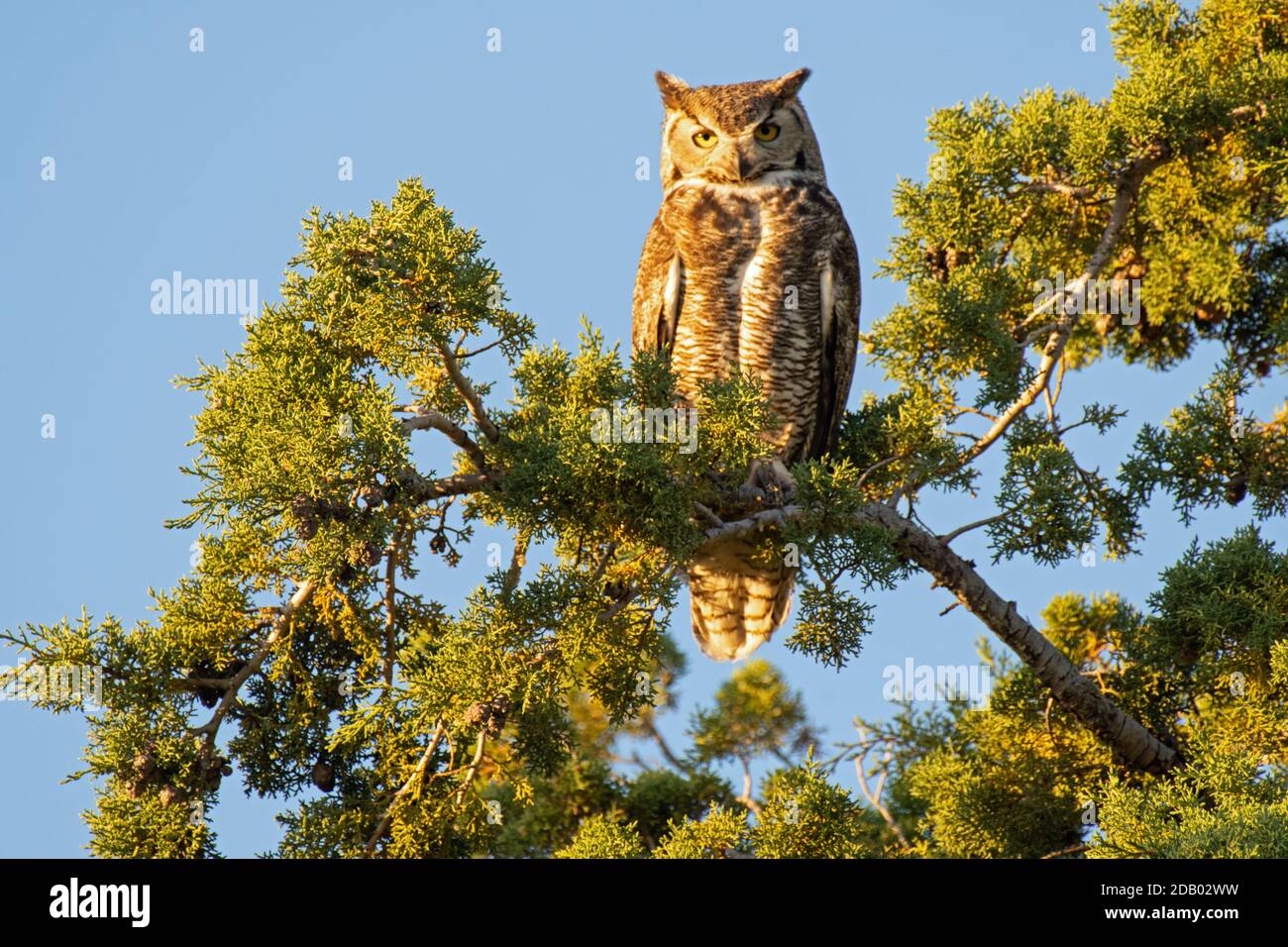 Great Horned Owl (Bubo virginianus Stock Photo - Alamy