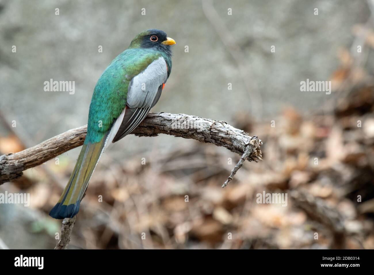Elegant trogon trogon elegans male hi-res stock photography and images ...