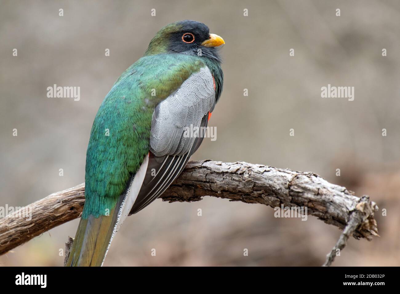 Elegant trogan hi-res stock photography and images - Alamy