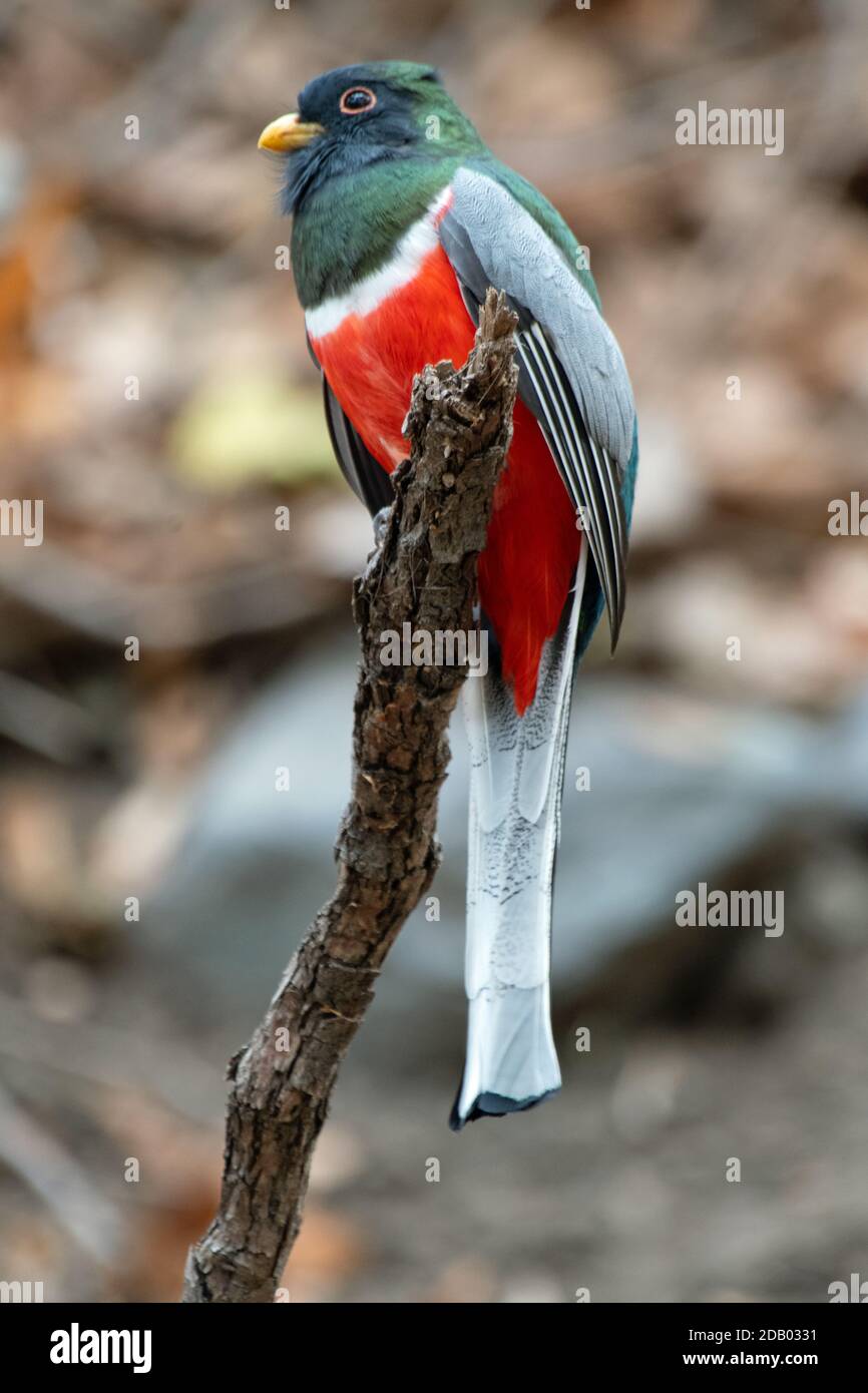 Elegant trogan hi-res stock photography and images - Alamy