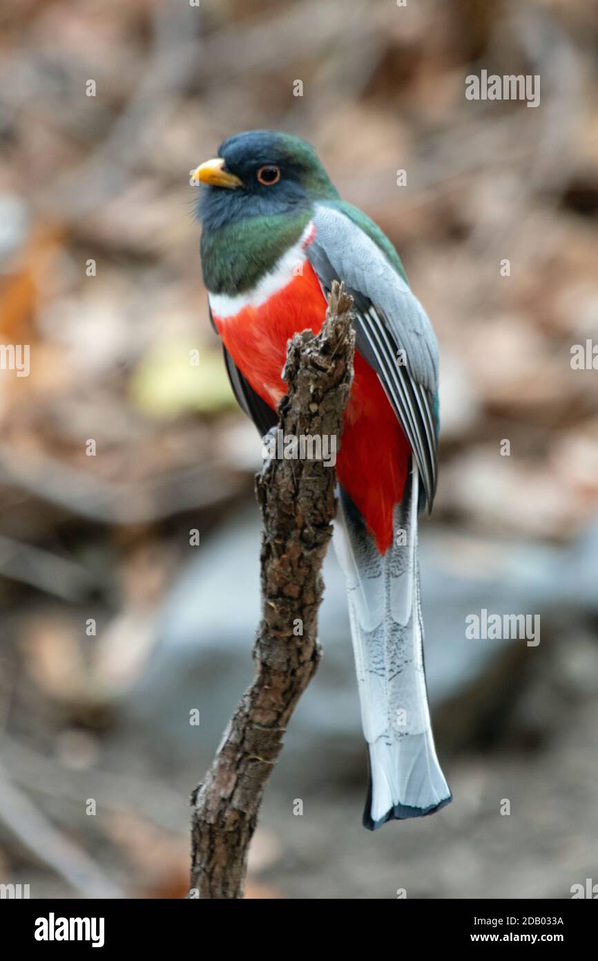 Elegant Trogan (Trogon elegans Stock Photo - Alamy