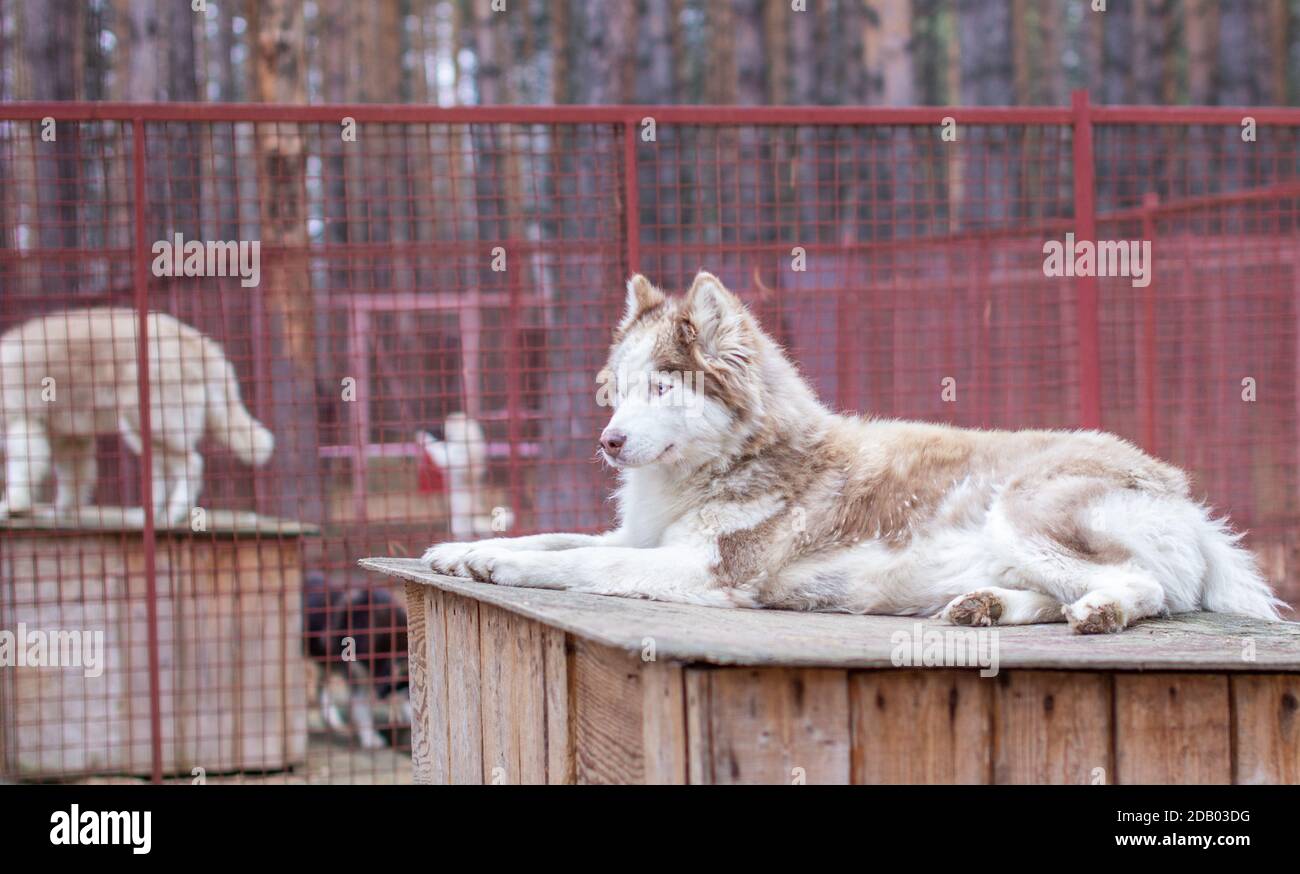 Siberian husky dog lying on a wooden house. The dog is lying, bored and ...