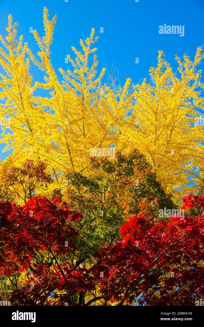 Kyoto, Japan. 14th Nov, 2020. Coloured autumn leaves seen inside the ...