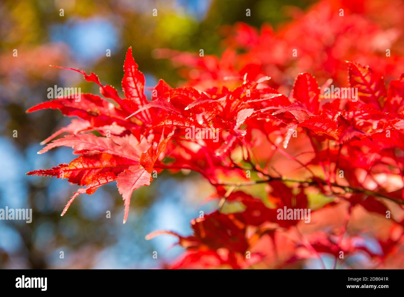 Kyoto, Japan. 14th Nov, 2020. Coloured autumn leaves seen inside the ...