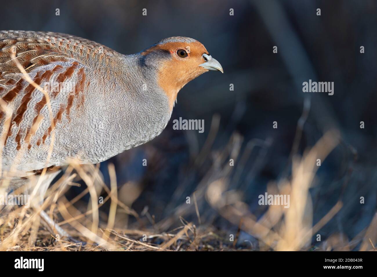 Hungarian Partridge on a nice autumn day in North Dakota Stock Photo ...