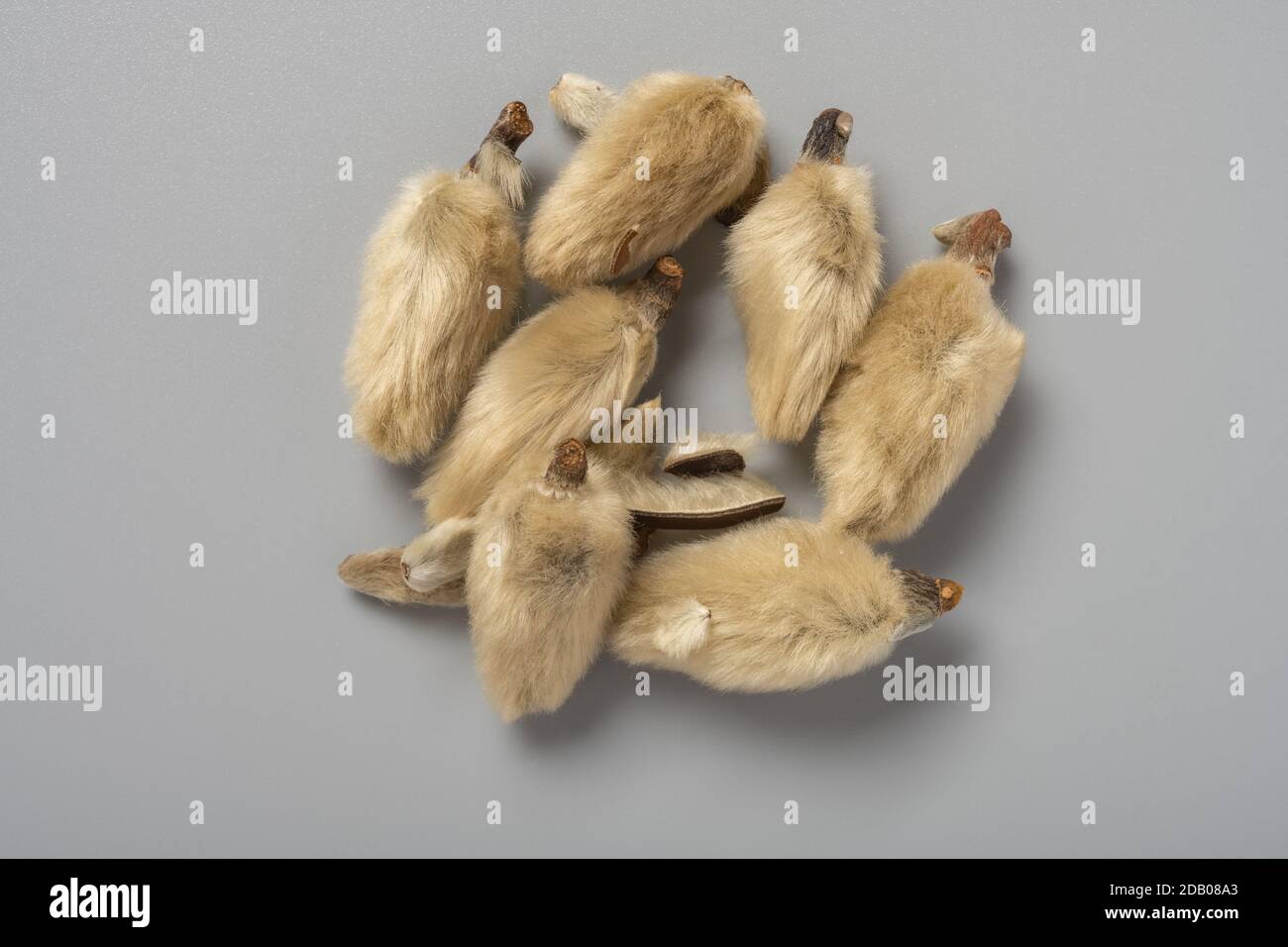 Chinese medicine magnolia hi-res stock photography and images - Alamy