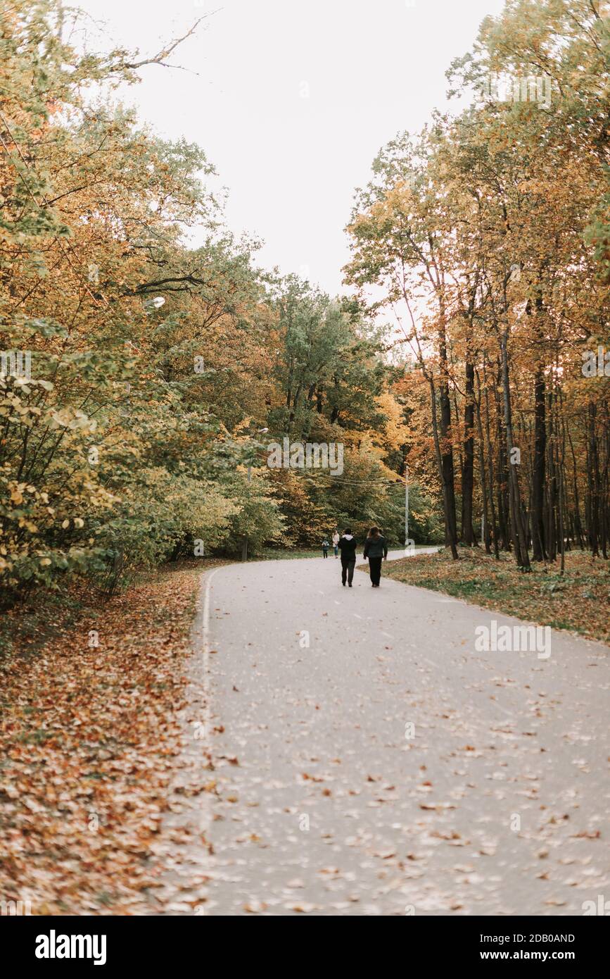 Autumn alley landscape with paved path and tall trees Stock Photo - Alamy