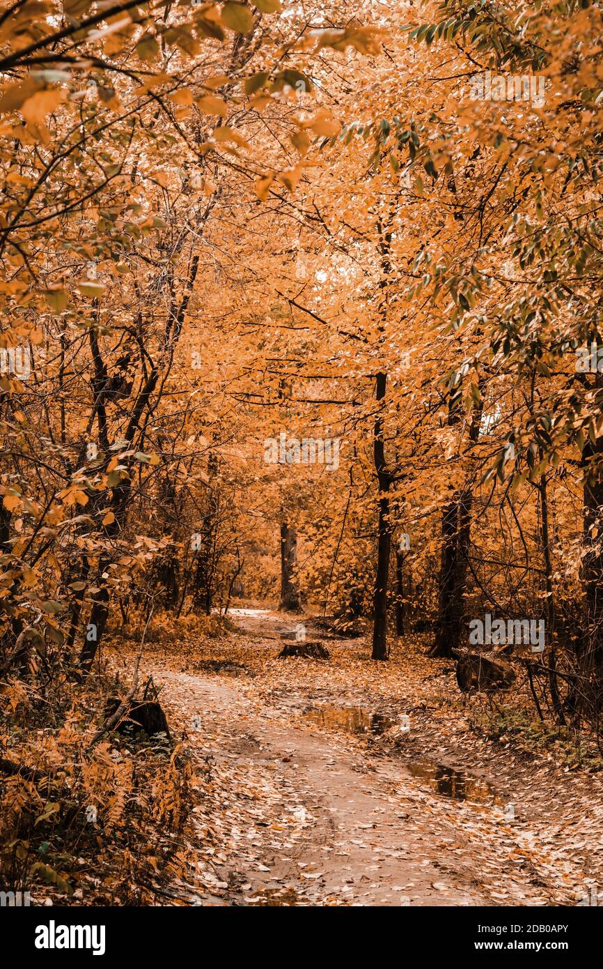 Autumn forest scene with yellow leaf trees and a path with puddles ...