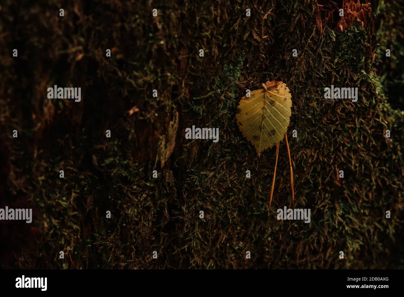 Green forest moss on a decrepit wood with yellow leaf and pine needles ...