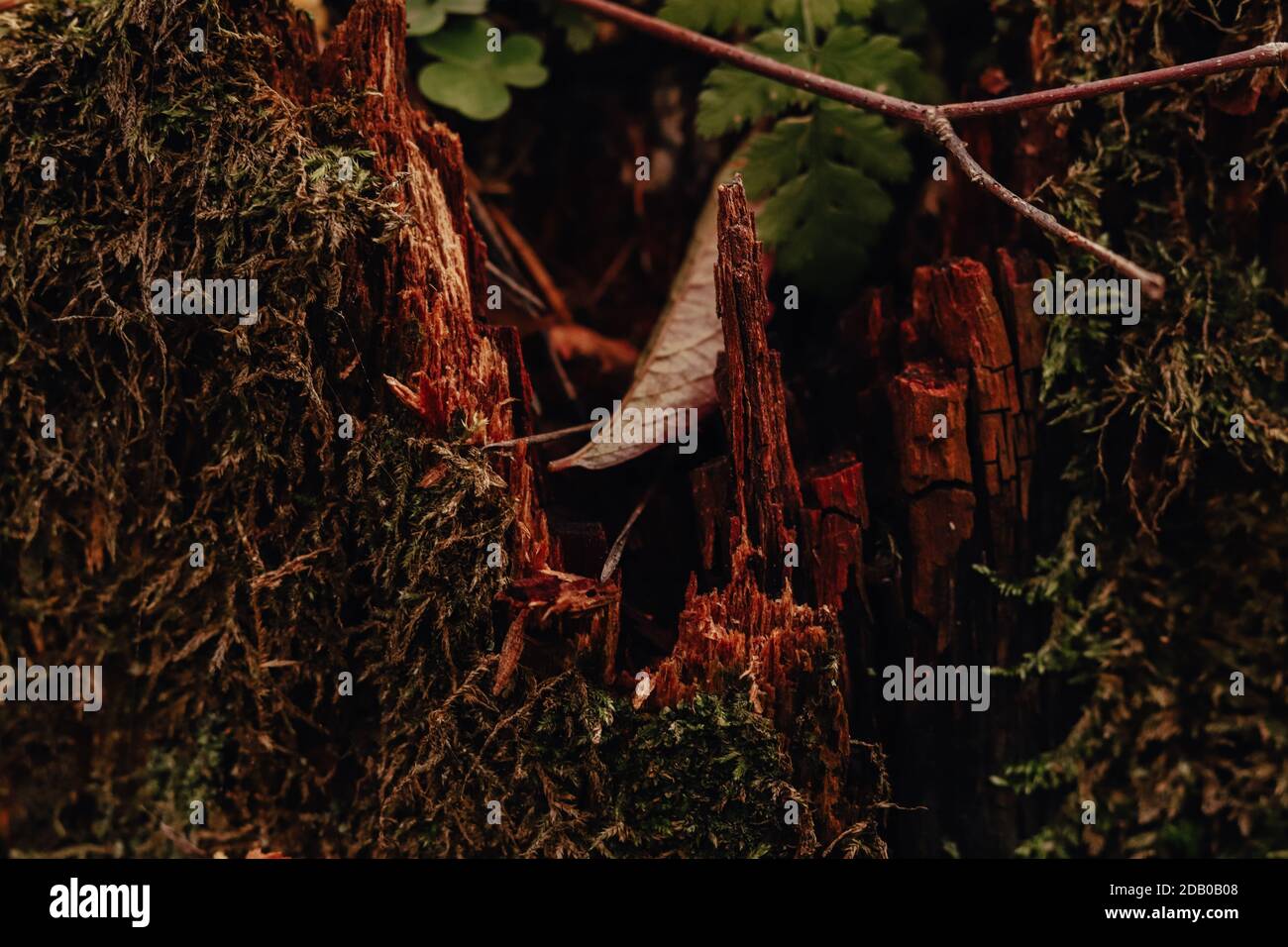 Green moss forest naature background on a old decrepit cracked wooden ...