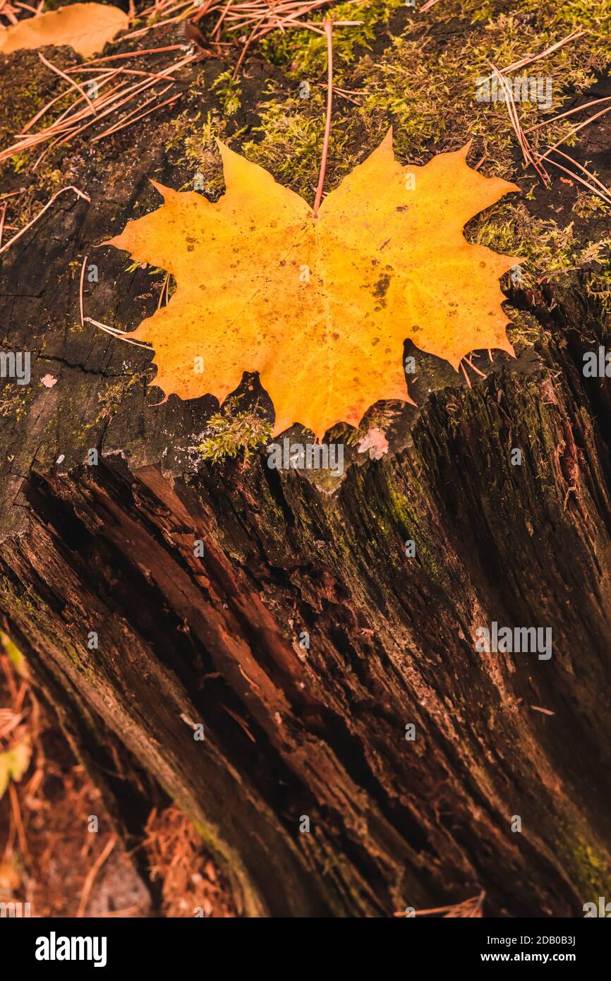 Rotten leaf hi-res stock photography and images - Alamy