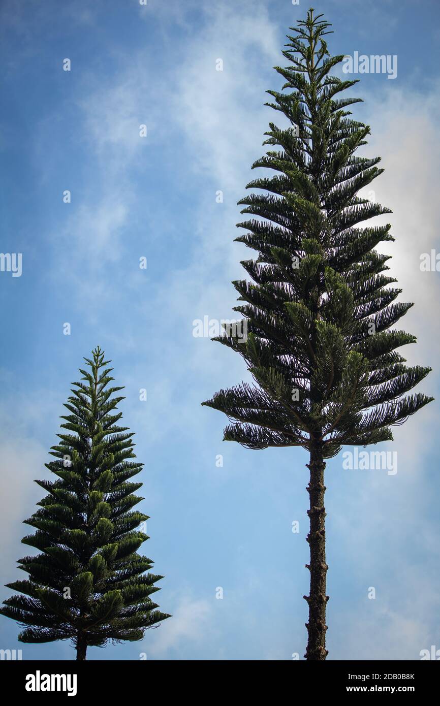 View of pine trees with sky background, Yercaud, India Stock Photo - Alamy