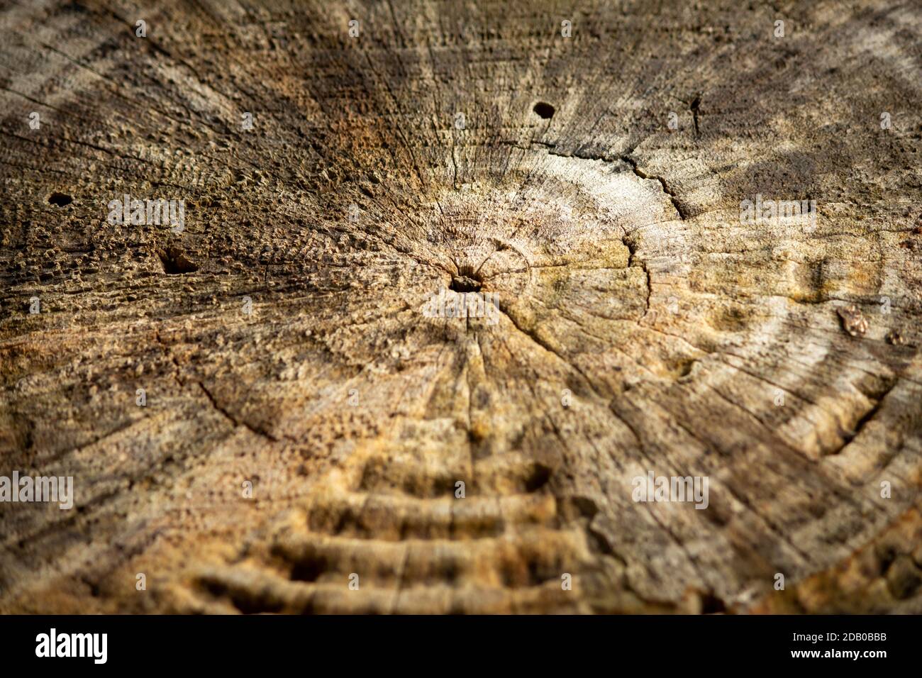 View of wood log cross section used for decoration purpose Stock Photo ...