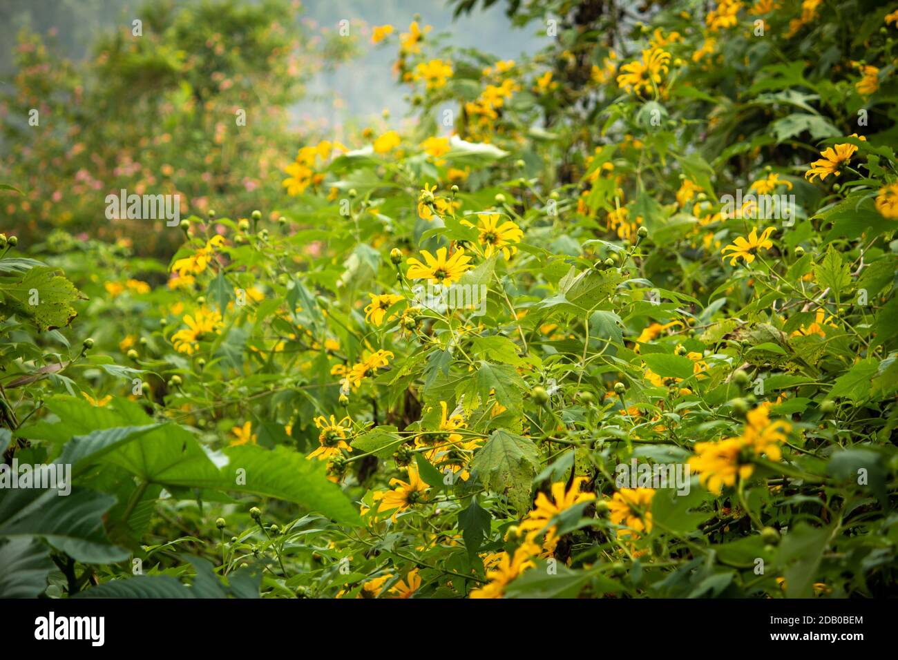 Beautiful yellow flowers (known as Melampodium) belonging to sun flower ...