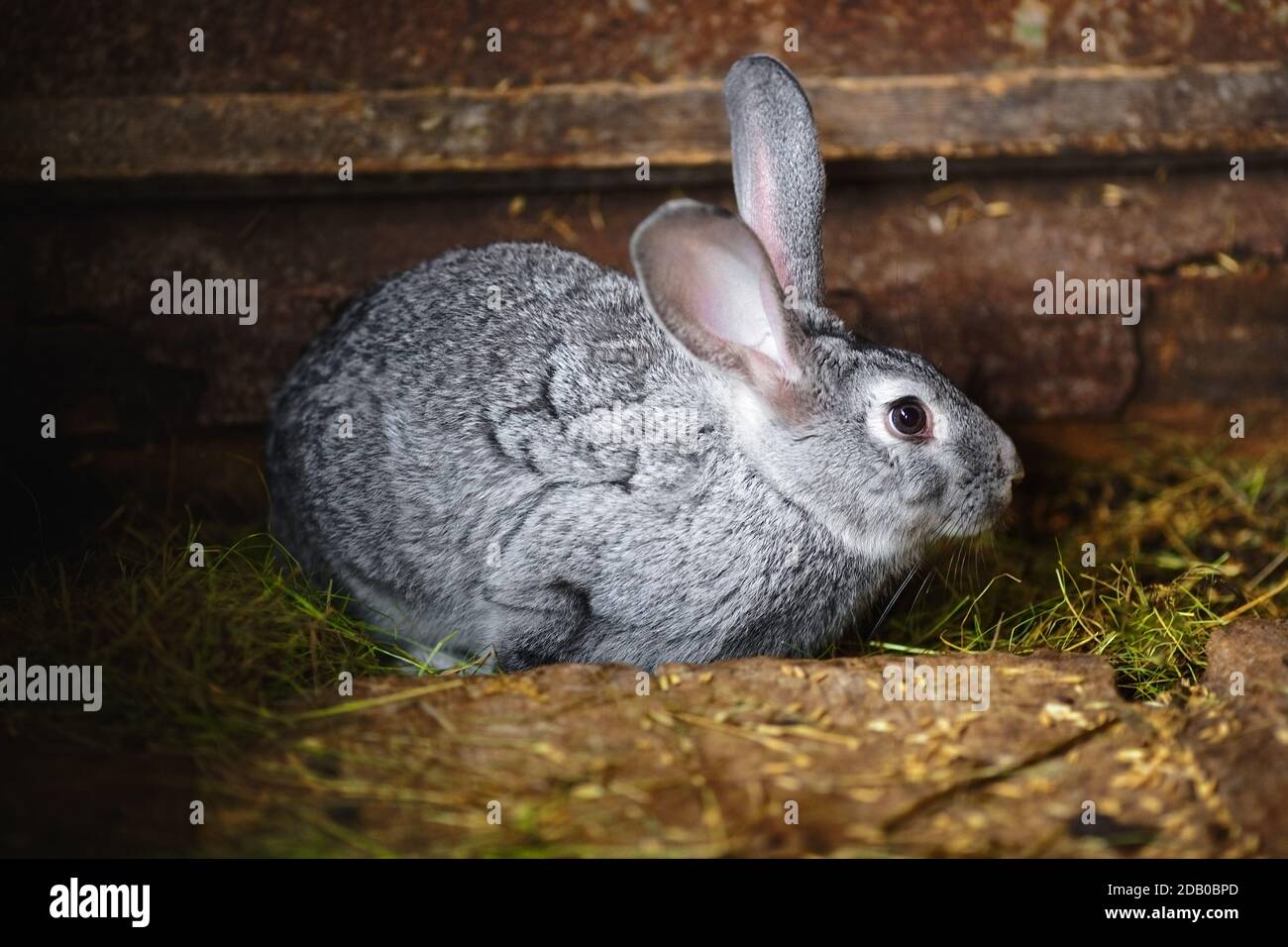 Portrait of a gray fluffy rabbit on a farm in a natural environment ...