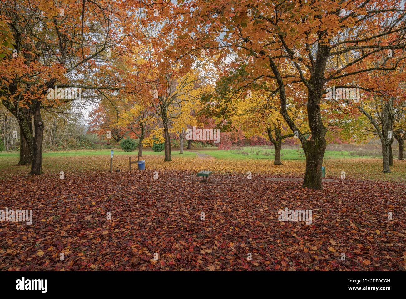 Seasonal changes Autumn colors in nature Oregon state Stock Photo - Alamy
