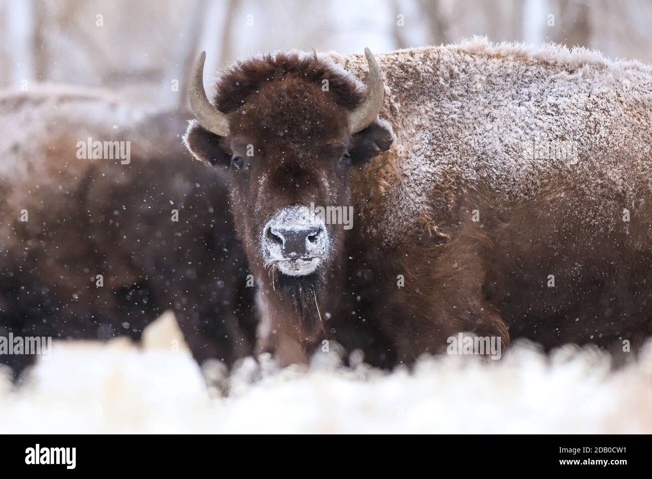American bison buffalo during winter hi-res stock photography and ...