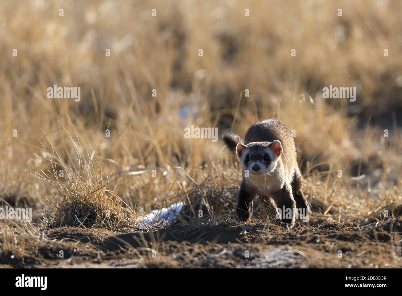 Rare Black Footed ferret outside of a prairie dog den in the daytime in ...