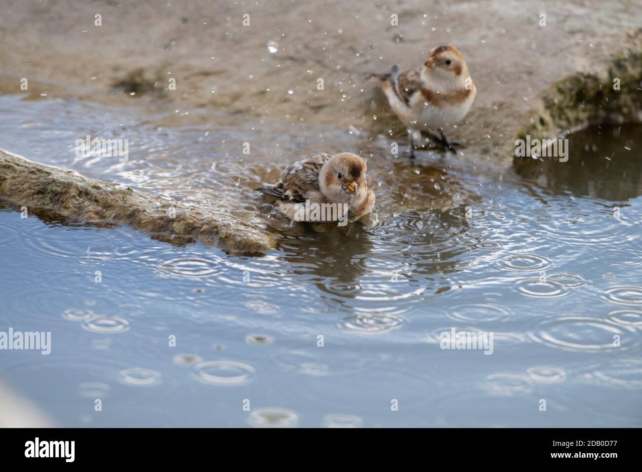 Preening snow bunting hi-res stock photography and images - Alamy