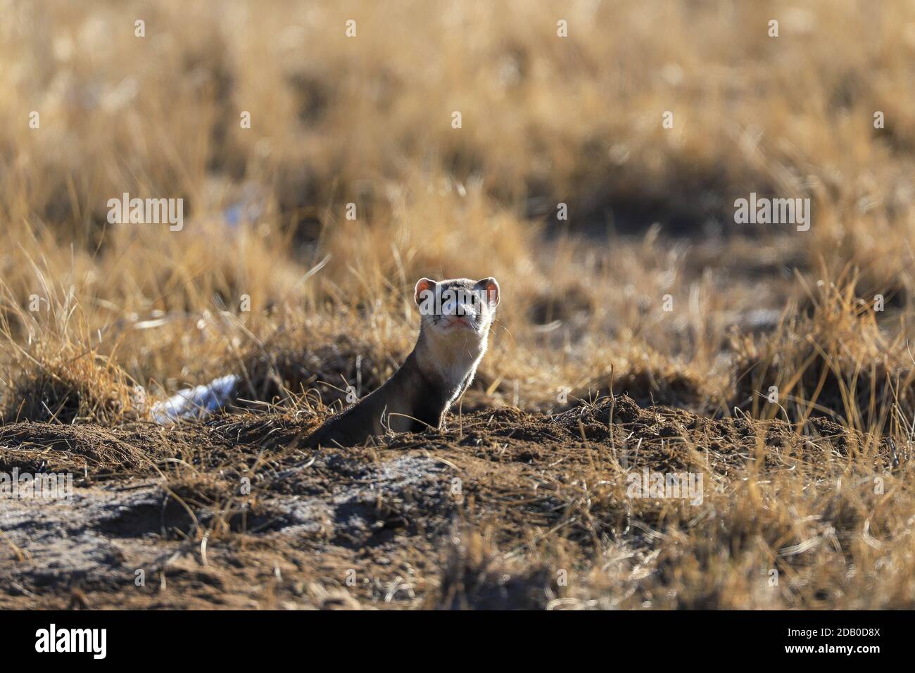 Rare Black Footed ferret outside of a prairie dog den in the daytime in ...