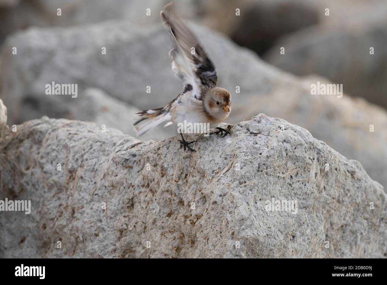Buntings winter plumage hi-res stock photography and images - Alamy