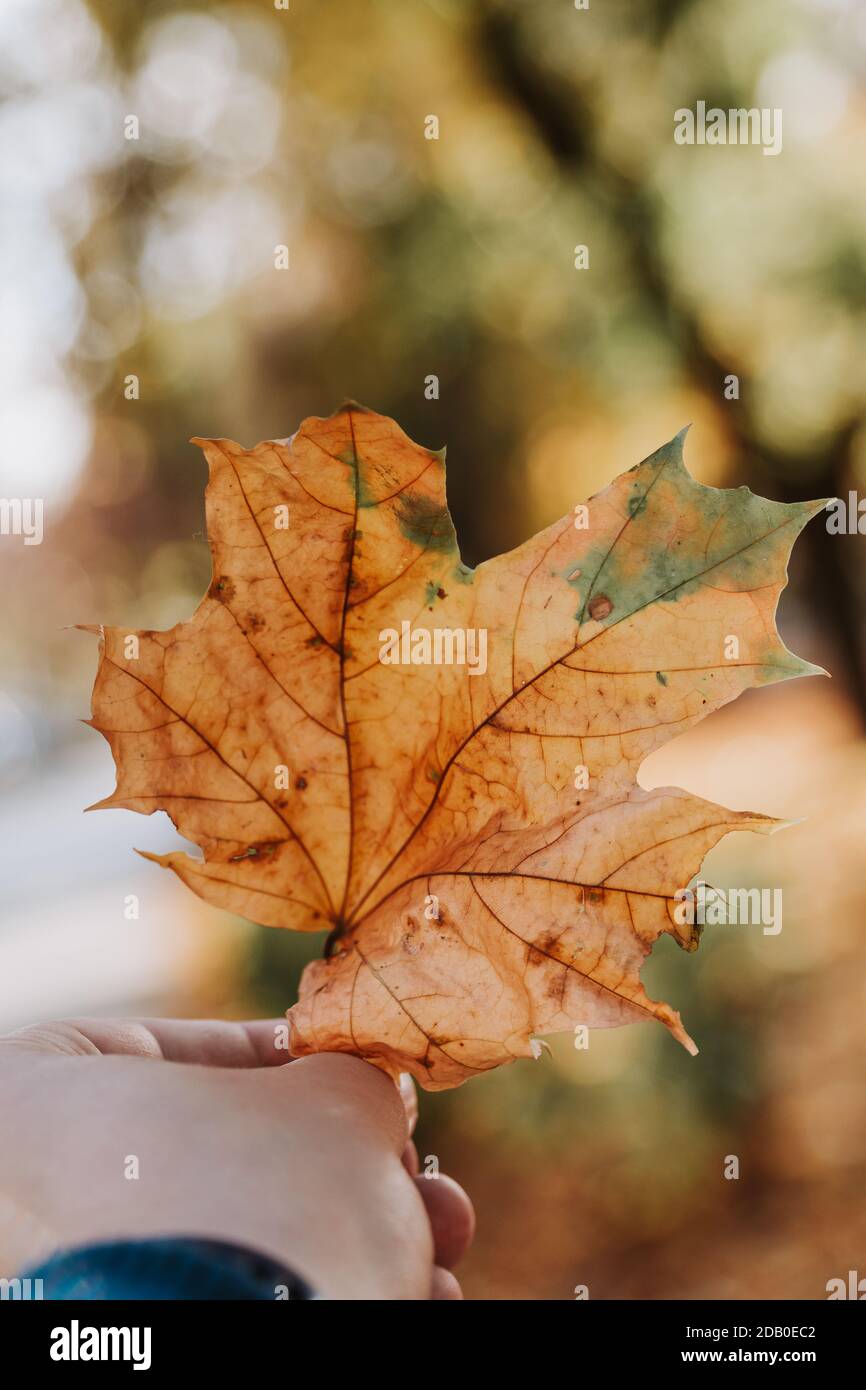 Maple leaf in a man's hand close-up Stock Photo - Alamy