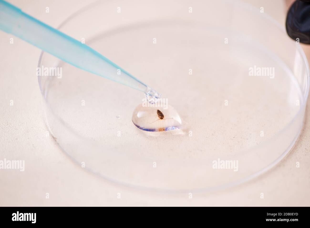 Dead cockroach in petri dish on the table Stock Photo - Alamy