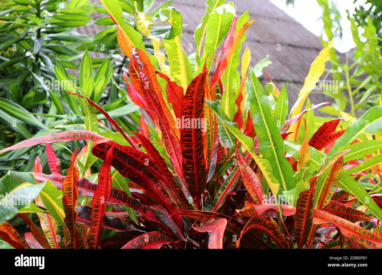 Colorful Foliage of the Fire Croton Plants in the Garden Stock Photo ...