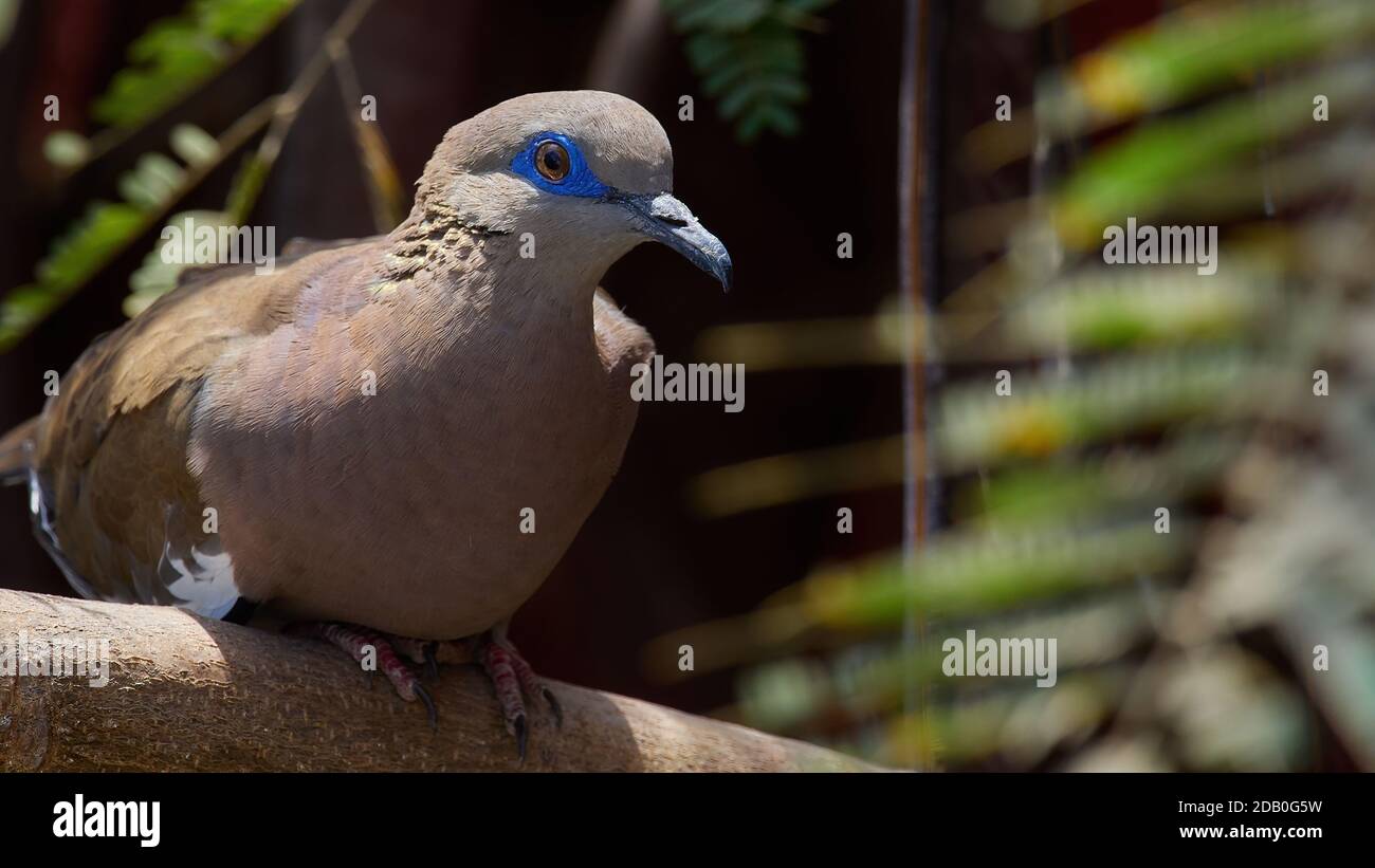 West peruvian dove hi-res stock photography and images - Alamy