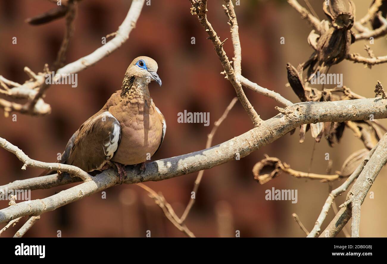 West peruvian dove hi-res stock photography and images - Alamy