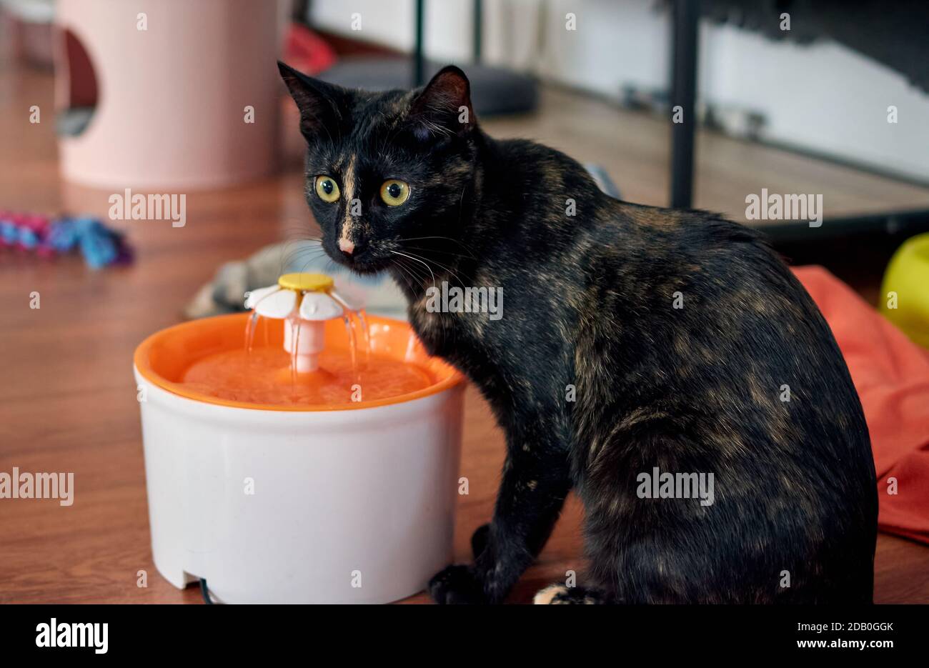 Closeup shot of black cat drinking on a water fountain Stock Photo - Alamy