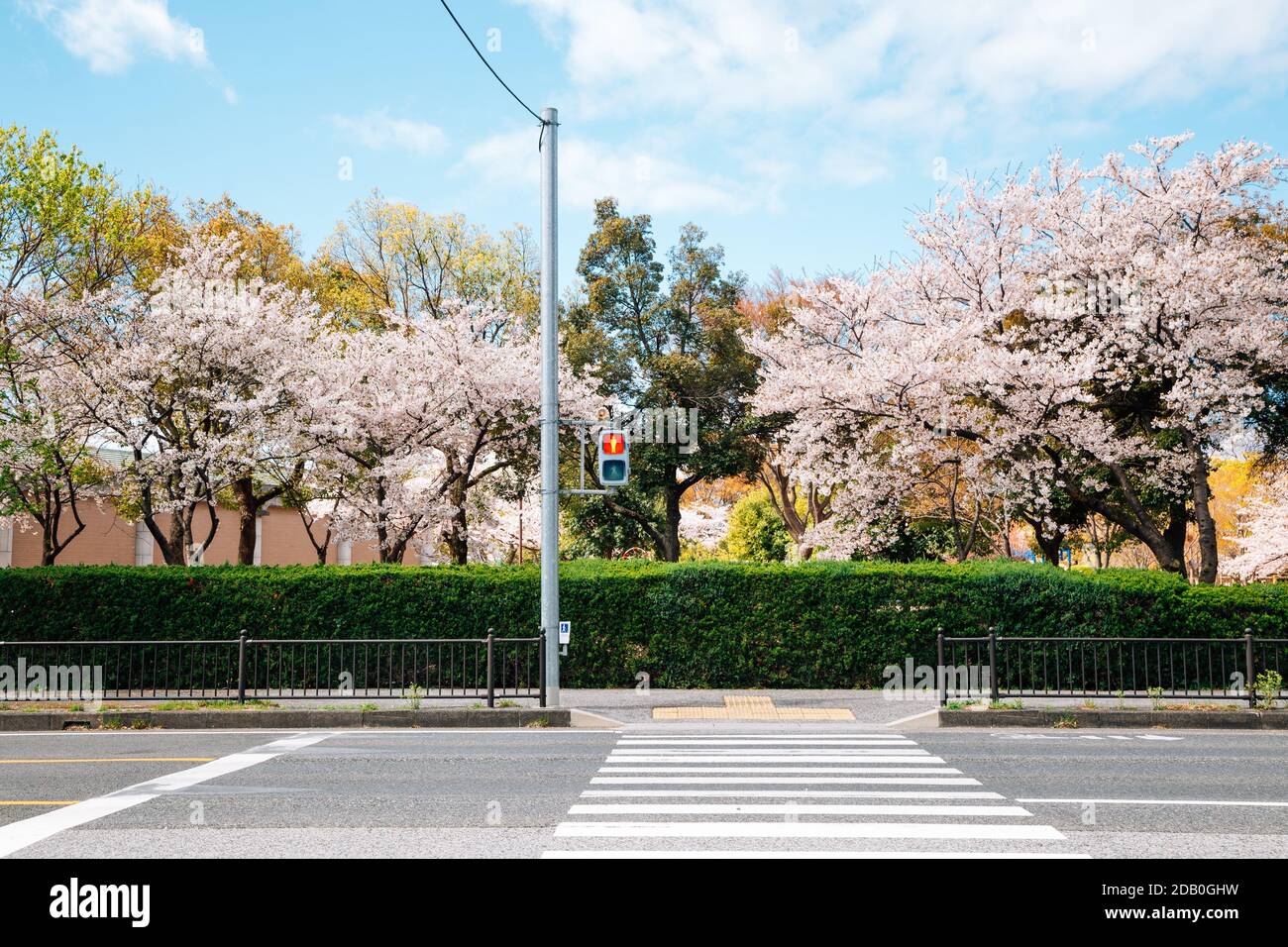 Crosswalk with cherry blossoms in Japan Stock Photo - Alamy
