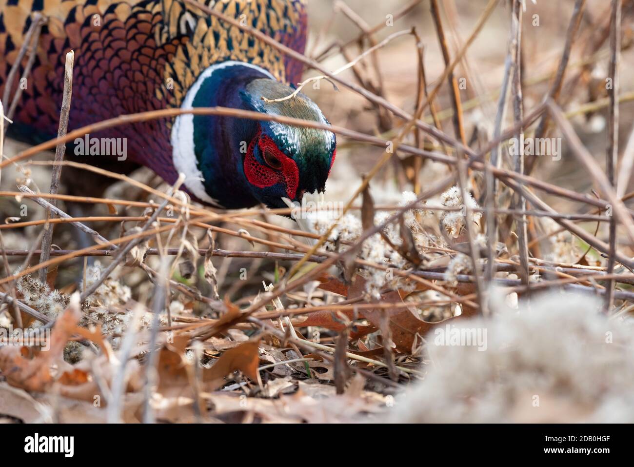 A rooster pheasant on a nice autumn day in South Dakota Stock Photo - Alamy