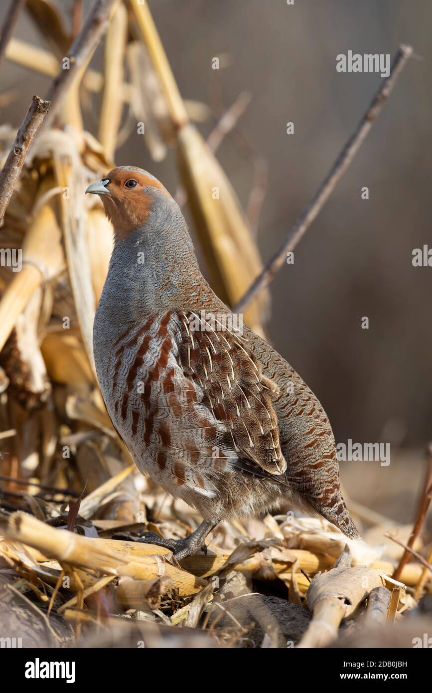 Hungarian Partridge on a nice autumn day in North Dakota Stock Photo ...