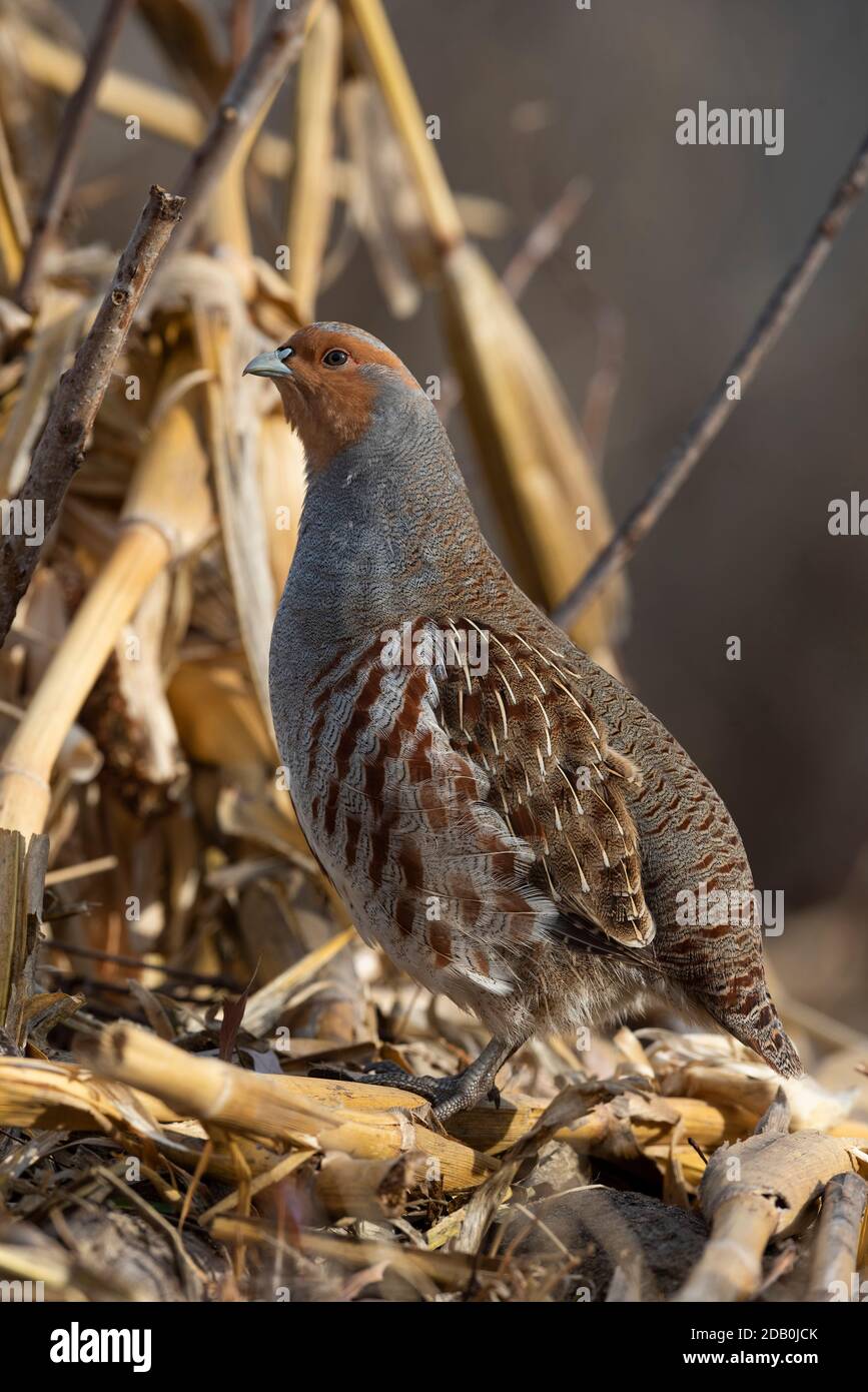 Hungarian Partridge on a nice autumn day in North Dakota Stock Photo ...
