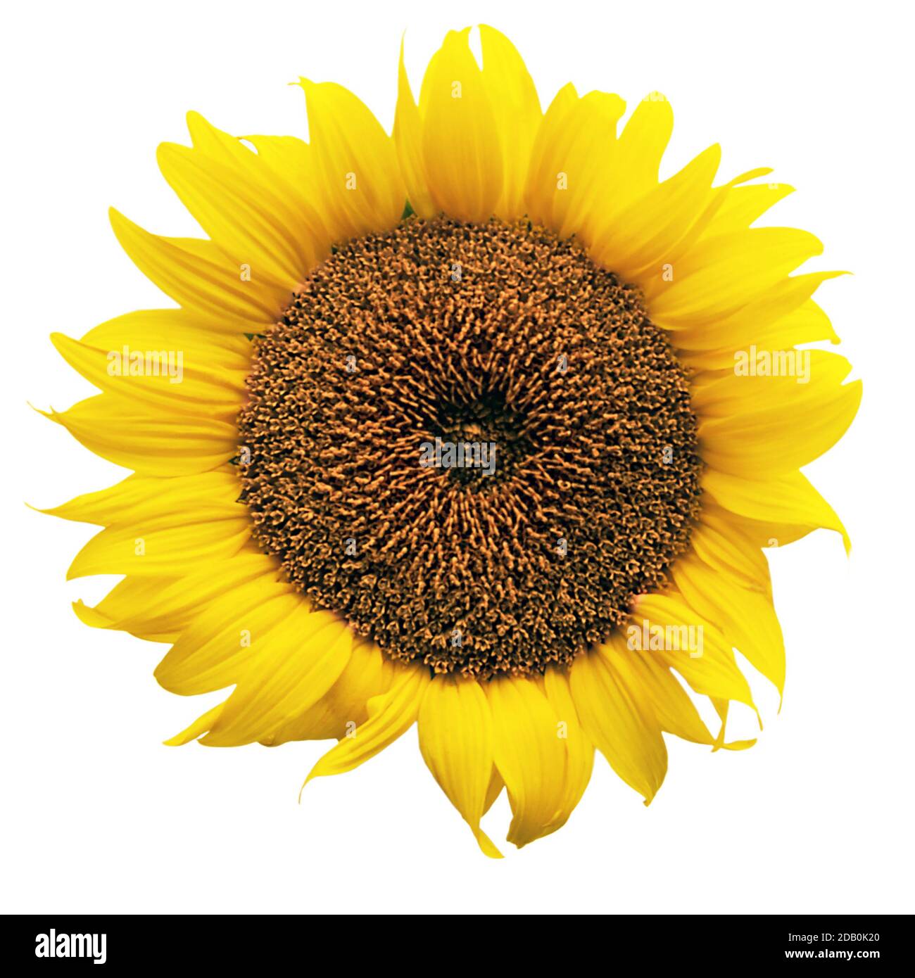 Close-up of a disk yellow flower head sunflower (genus Helianthus ...