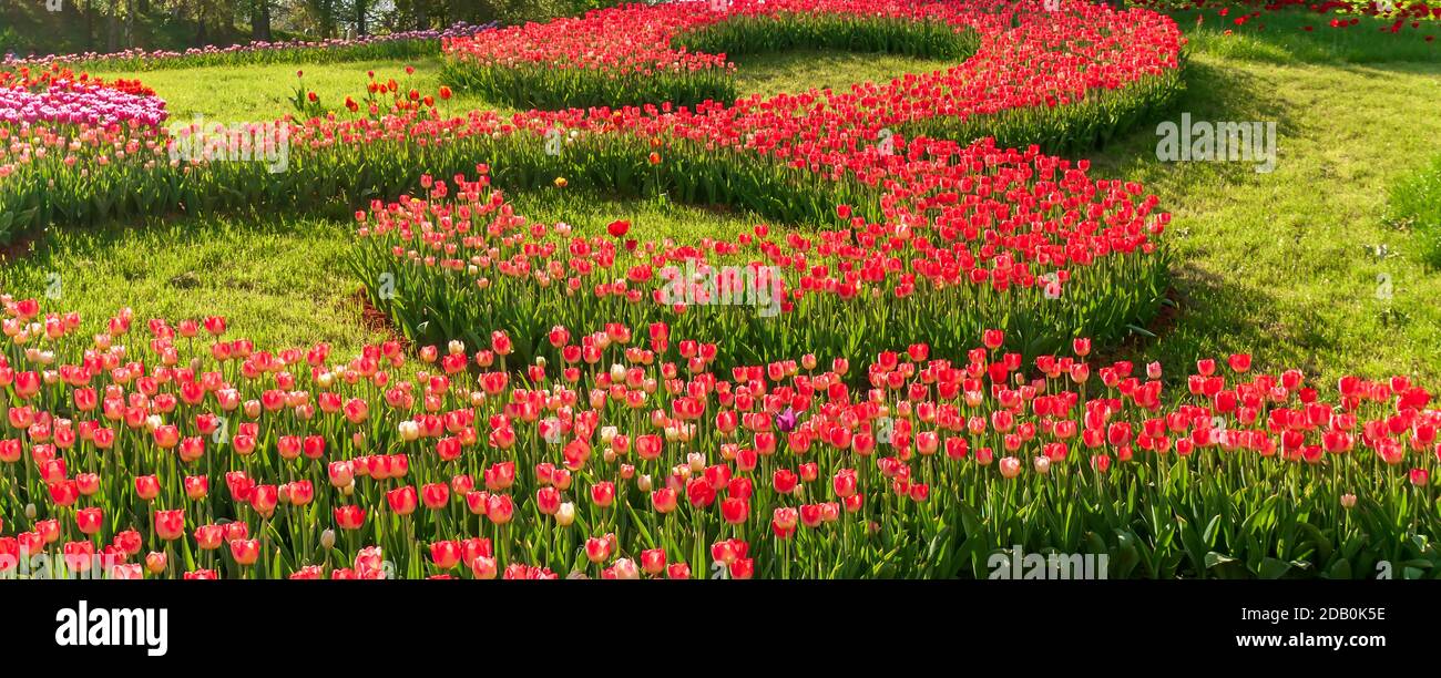 Tulip Bulbs selection bloom roses are red, violets various colors ...