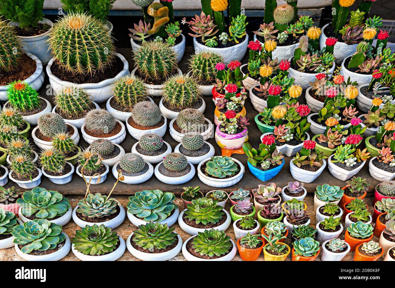 Collection of exotic Cactus Plant mexican Desert flowers set cacti aloe ...