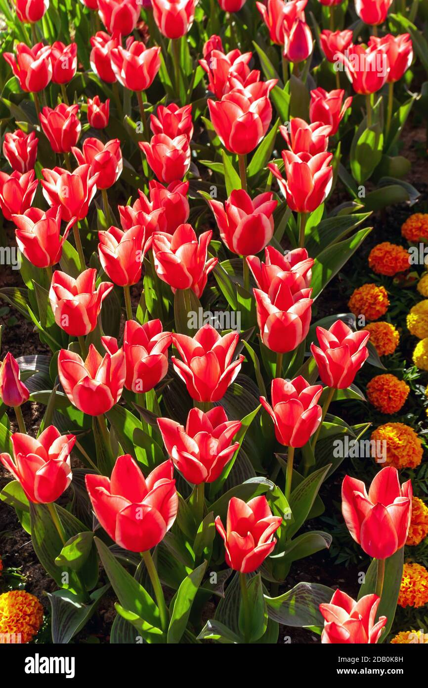 Dutch flowers Tulips Mixed Colors. Growing tulips for sale plant tulip ...